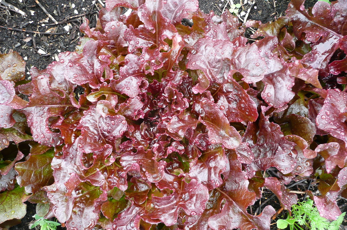 Frisee_rouge – Les Champs Marins